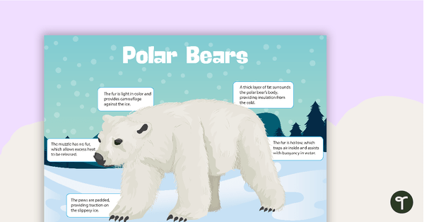 Plant and Animal Adaptations - Structural Adaptation Posters | Teach ...