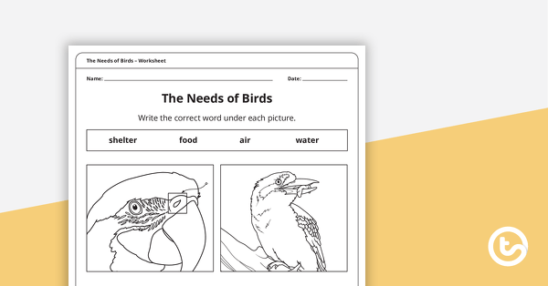 The Needs of Birds – Worksheet | Teach Starter