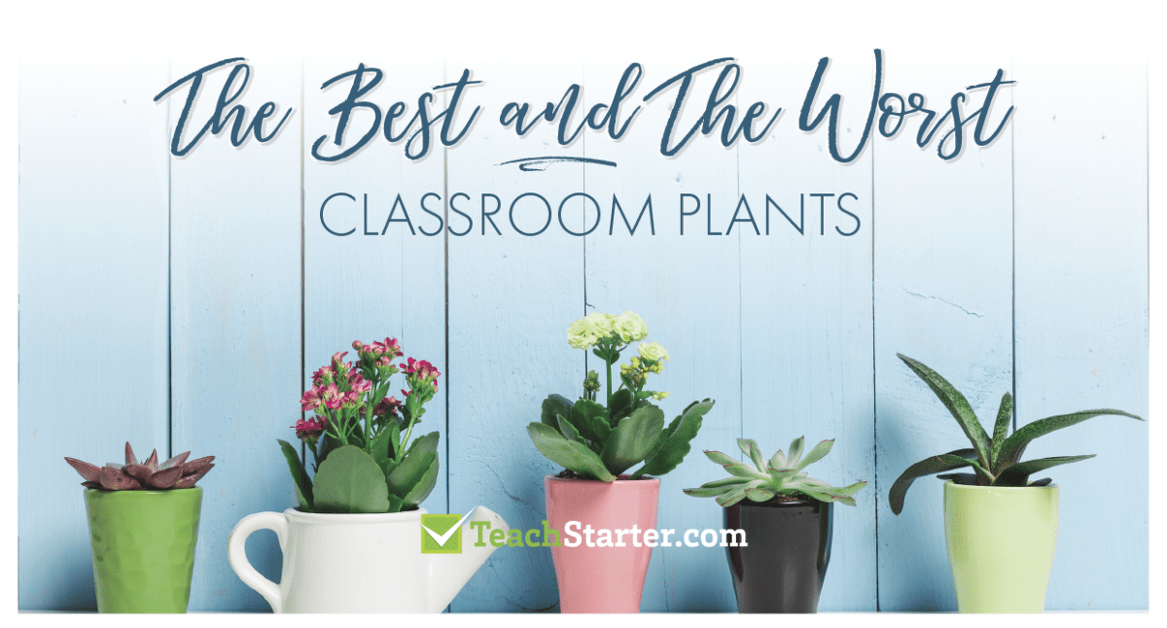 Classroom Plants! The Best and The Worst Plants to Keep at School ...
